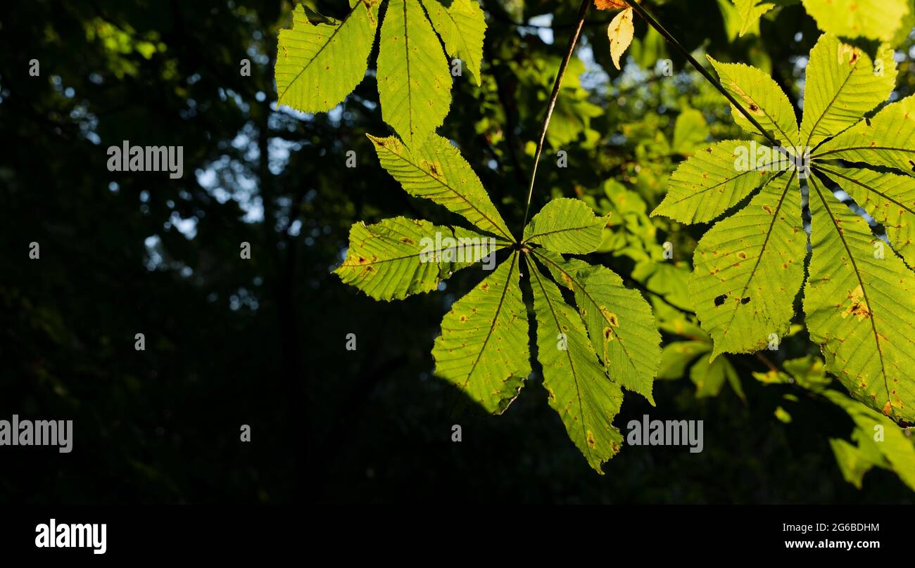Green leaves of a huge tree in a park with sunlight Stock Photo - Alamy