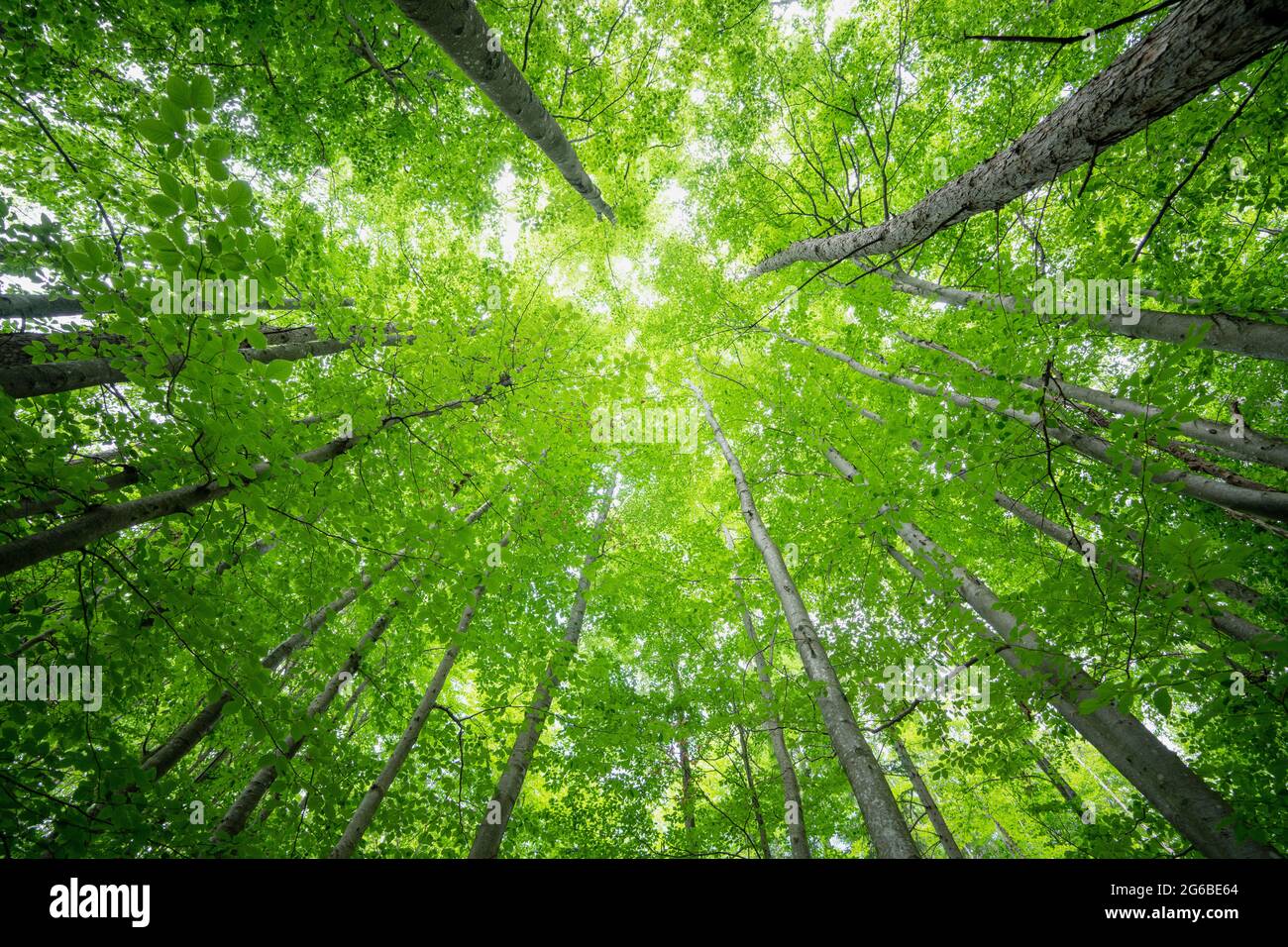 Canopy woodland hi-res stock photography and images - Alamy