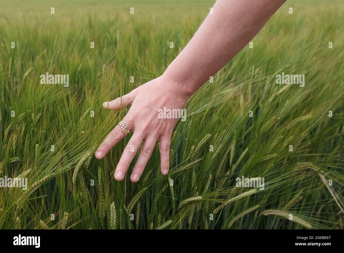 Woman's hand brushing her hand across wheat field, France Stock Photo ...