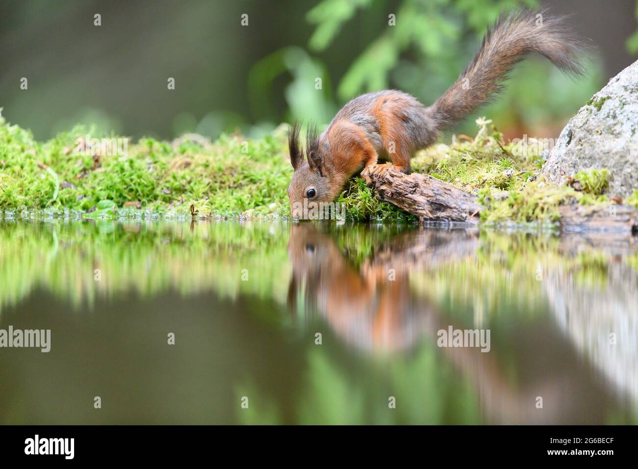 Red squirrel (Sciurus vulgaris) drinking water, with reflection Stock ...