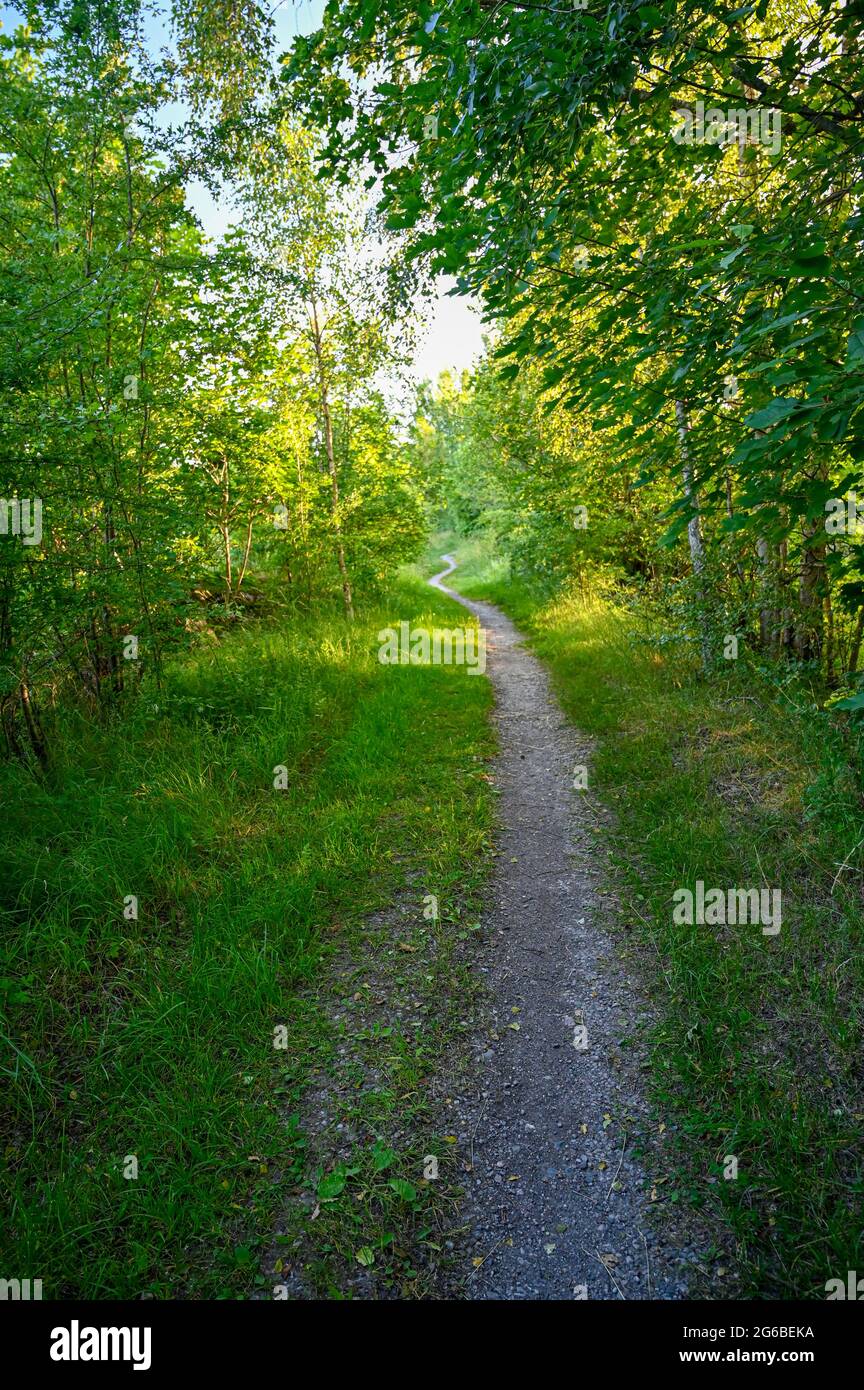 Narrow trail through green forest in dawn Stock Photo - Alamy