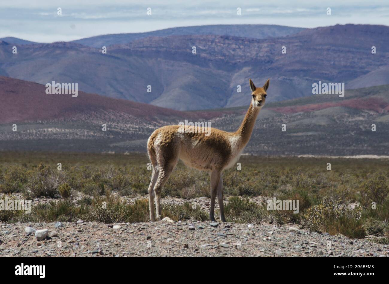 Vicuna portrait hi-res stock photography and images - Alamy