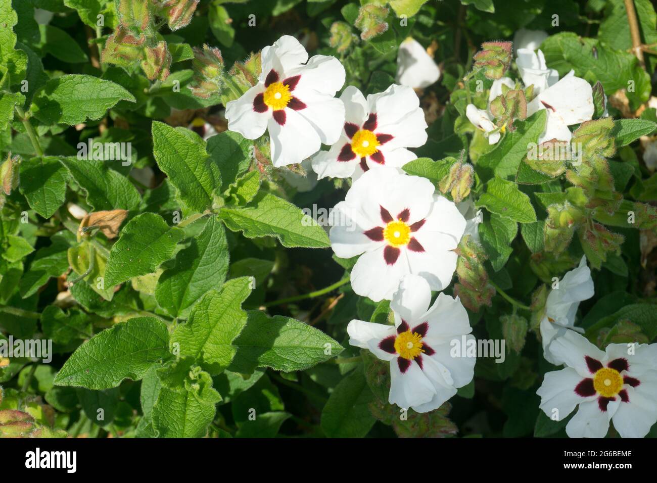 White flower at Abbey Gardens, Tresco, Isles of Scilly, Cornwall, UK ...