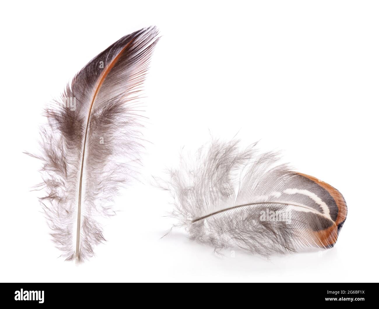 Single feather isolated on white background Stock Photo - Alamy