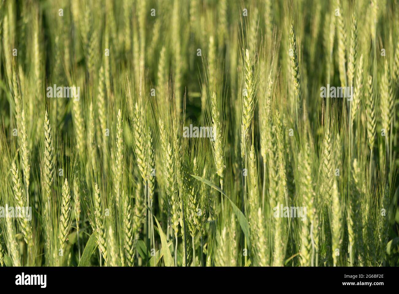 Wheat field background. Wheat harvest on a summer sunny field ...