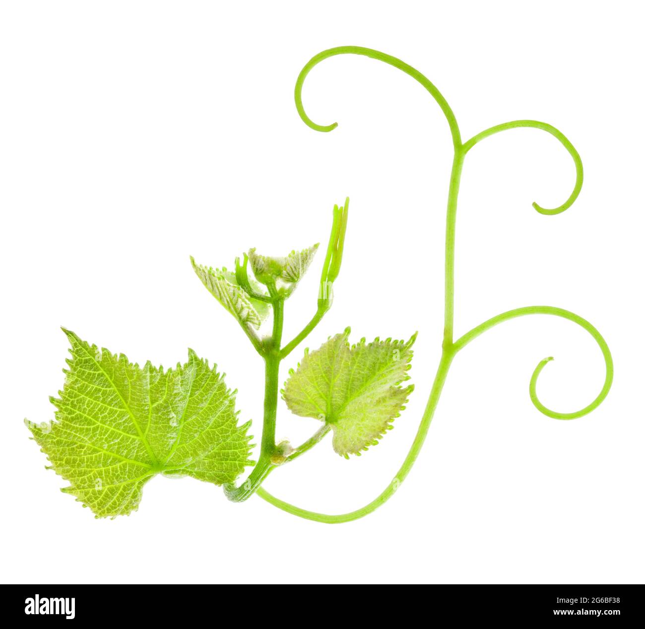 Fresh Green Grape Leaf isolated on white background Stock Photo - Alamy