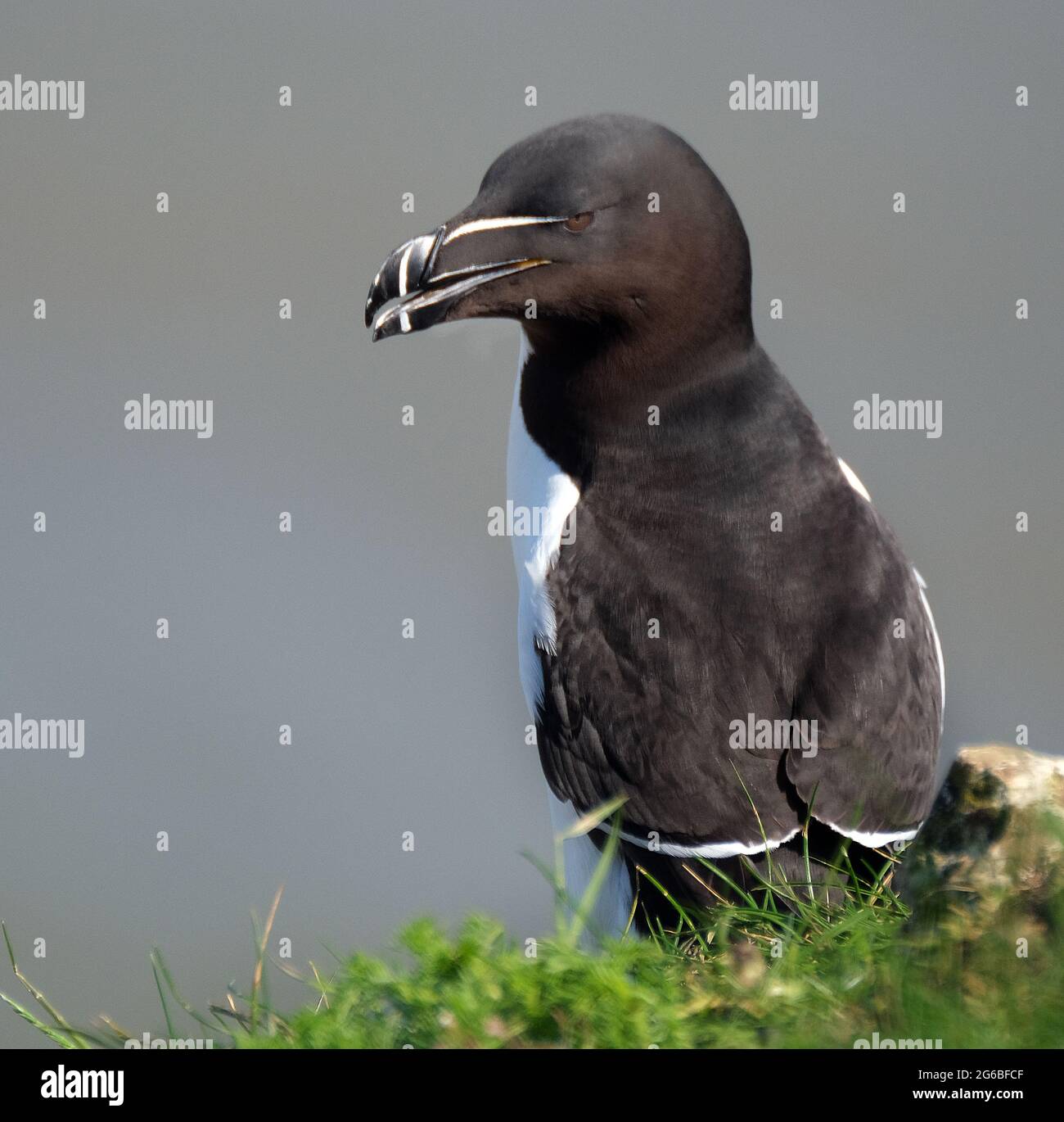 The razorbill, razor-billed auk, or lesser auk is a colonial seabird in ...