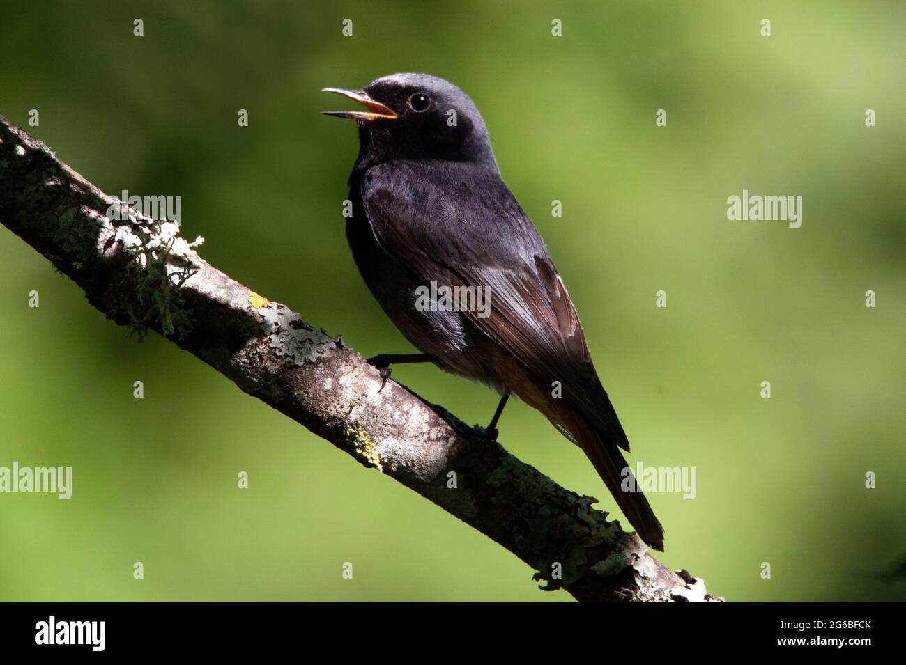 Rougequeue noir hi-res stock photography and images - Alamy