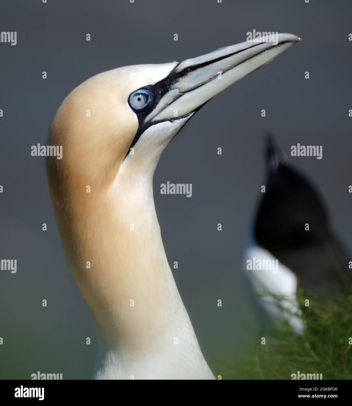 Gannets are seabirds comprising the genus Morus, in the family Sulidae ...