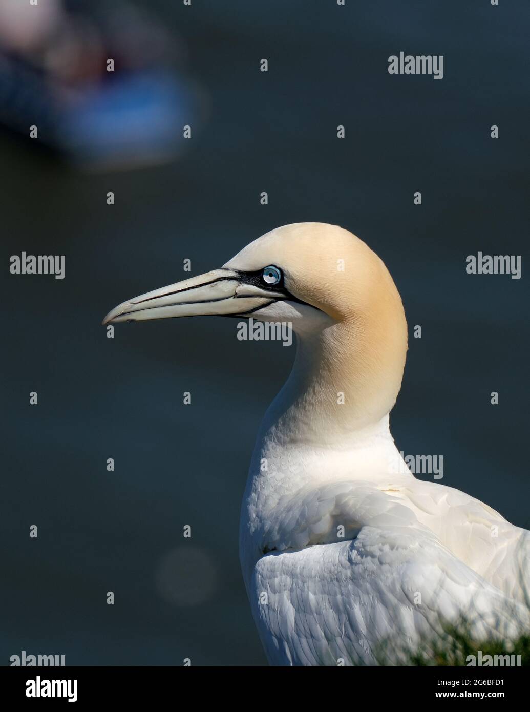 Gannets are seabirds comprising the genus Morus, in the family Sulidae ...