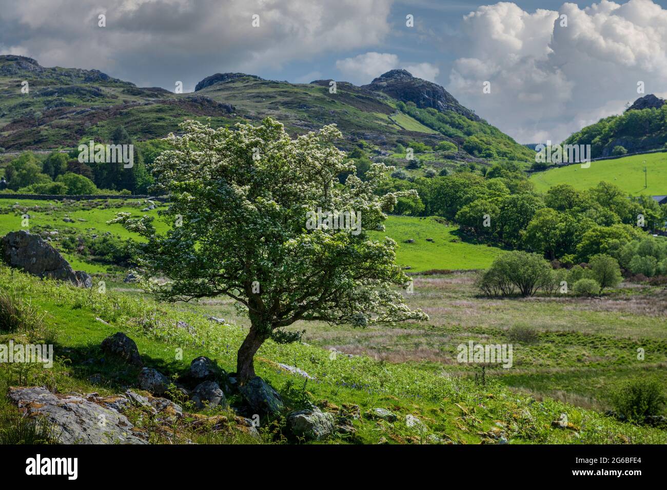 The landscape of valley in Snowdonia National Park with a single tree ...