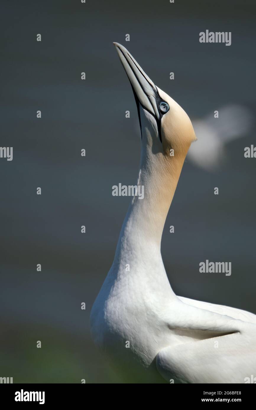 Gannets are seabirds comprising the genus Morus, in the family Sulidae ...