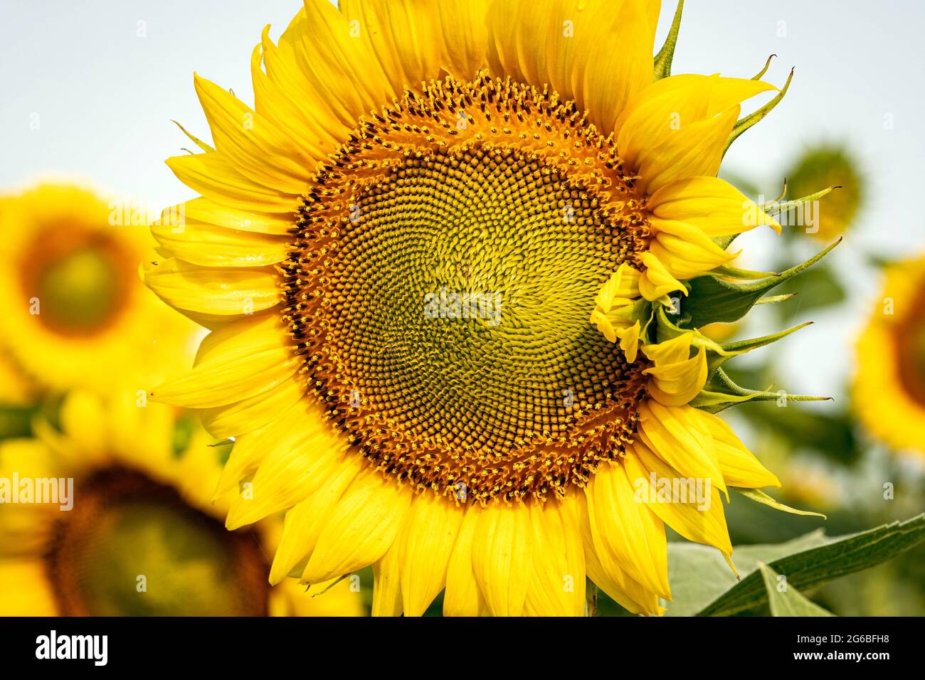Sunflower (Helianthus annuus), with its ray flowers incompletely opened ...