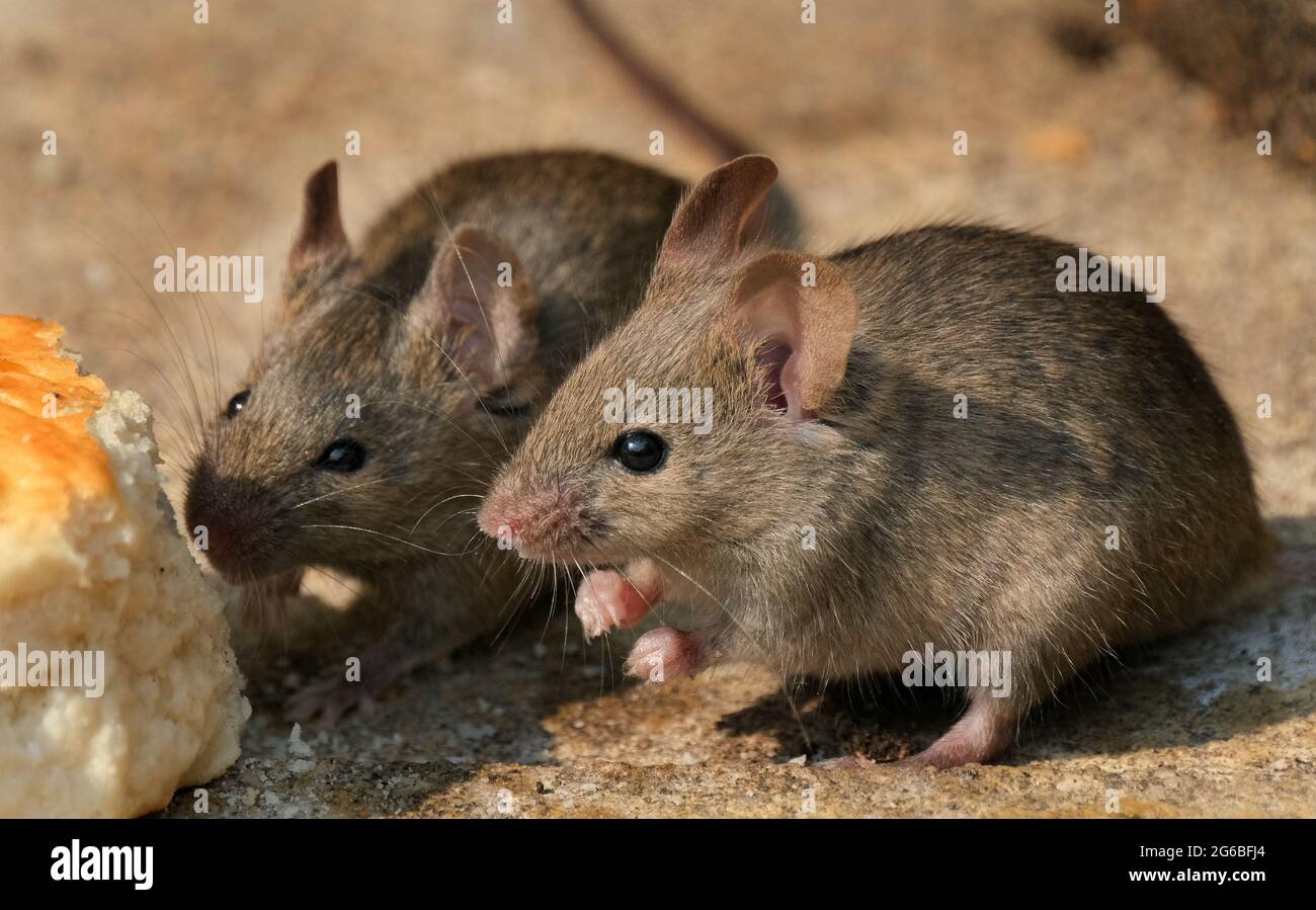 The house mouse is a small mammal of the order Rodentia ...