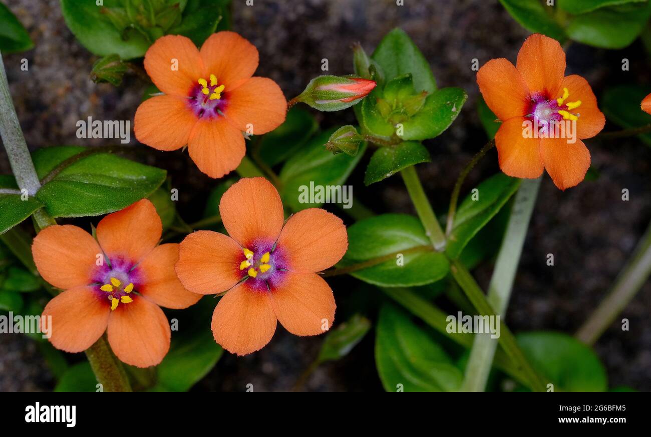 Anagallis arvensis, commonly known as the scarlet pimpernel, red ...