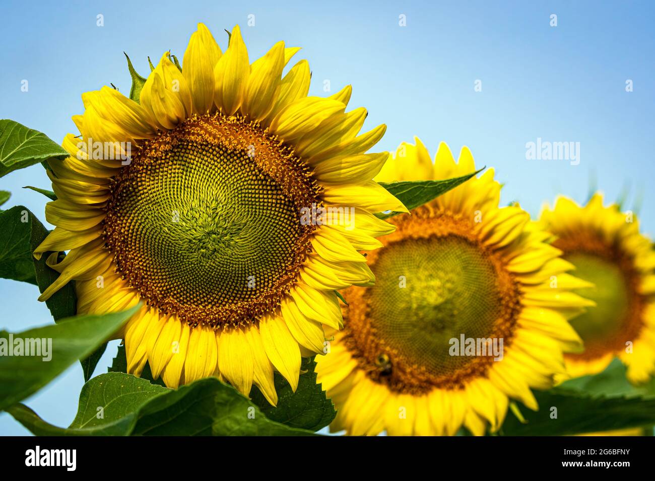 Three sunflowers (Helianthus annuus) - the first in focus and ...