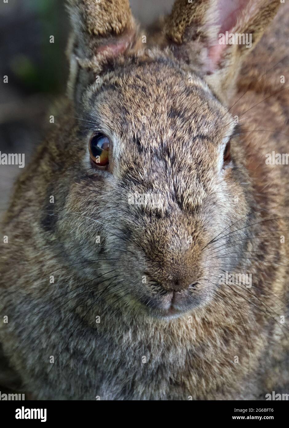 Order lagomorpha hi-res stock photography and images - Alamy