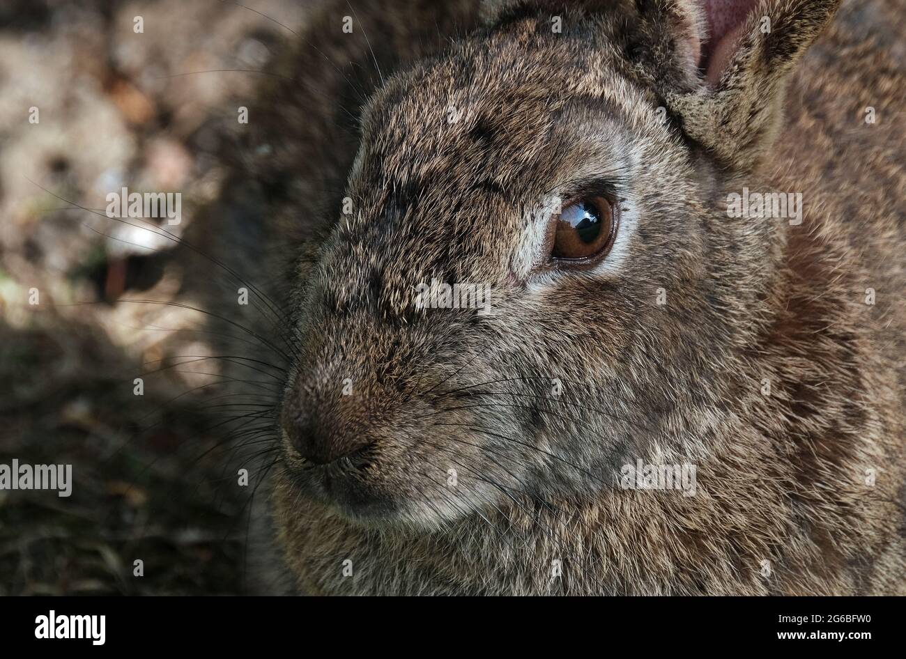 Rabbits are small mammals in the family Leporidae of the order ...