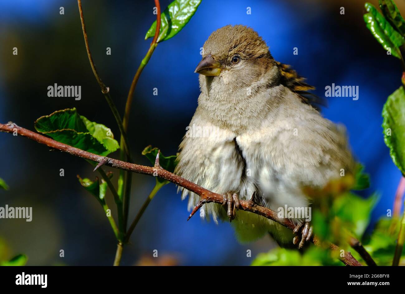 Small bird eating food hi-res stock photography and images - Alamy
