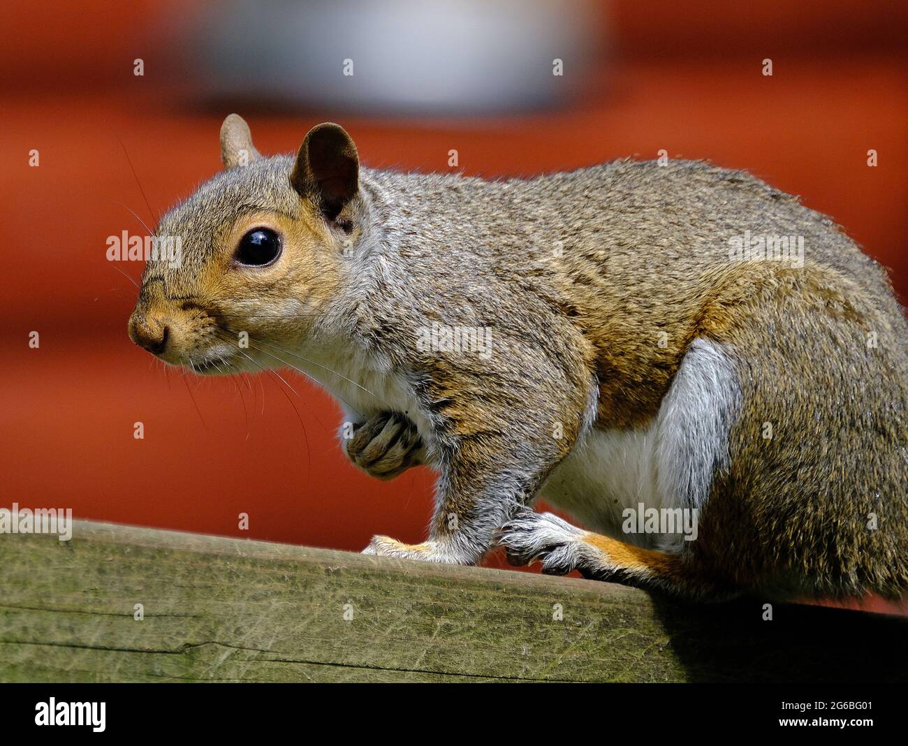 The eastern gray squirrel, also known as the grey squirrel depending on ...