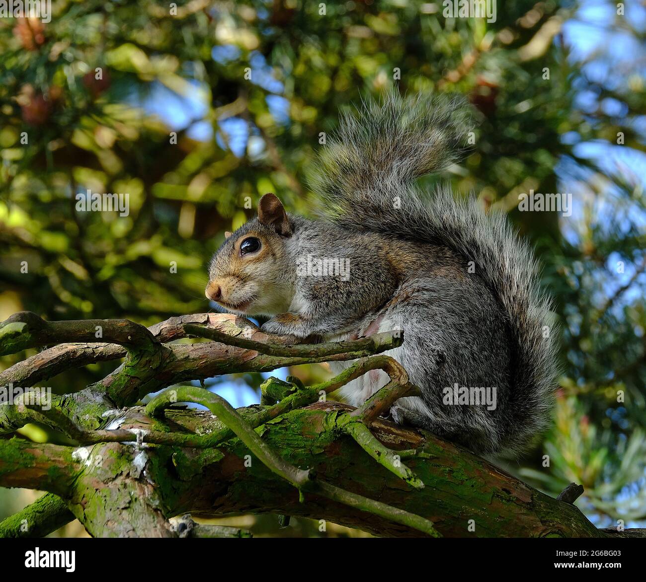 The eastern gray squirrel, also known as the grey squirrel depending on ...