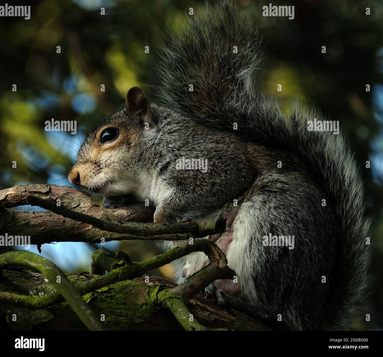 The eastern gray squirrel, also known as the grey squirrel depending on ...