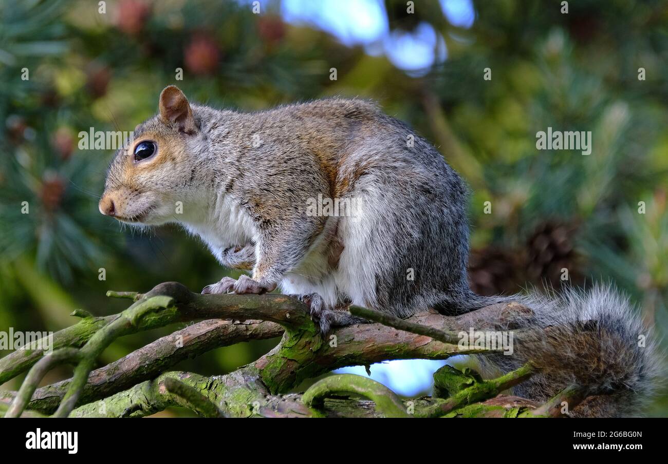 The eastern gray squirrel, also known as the grey squirrel depending on ...