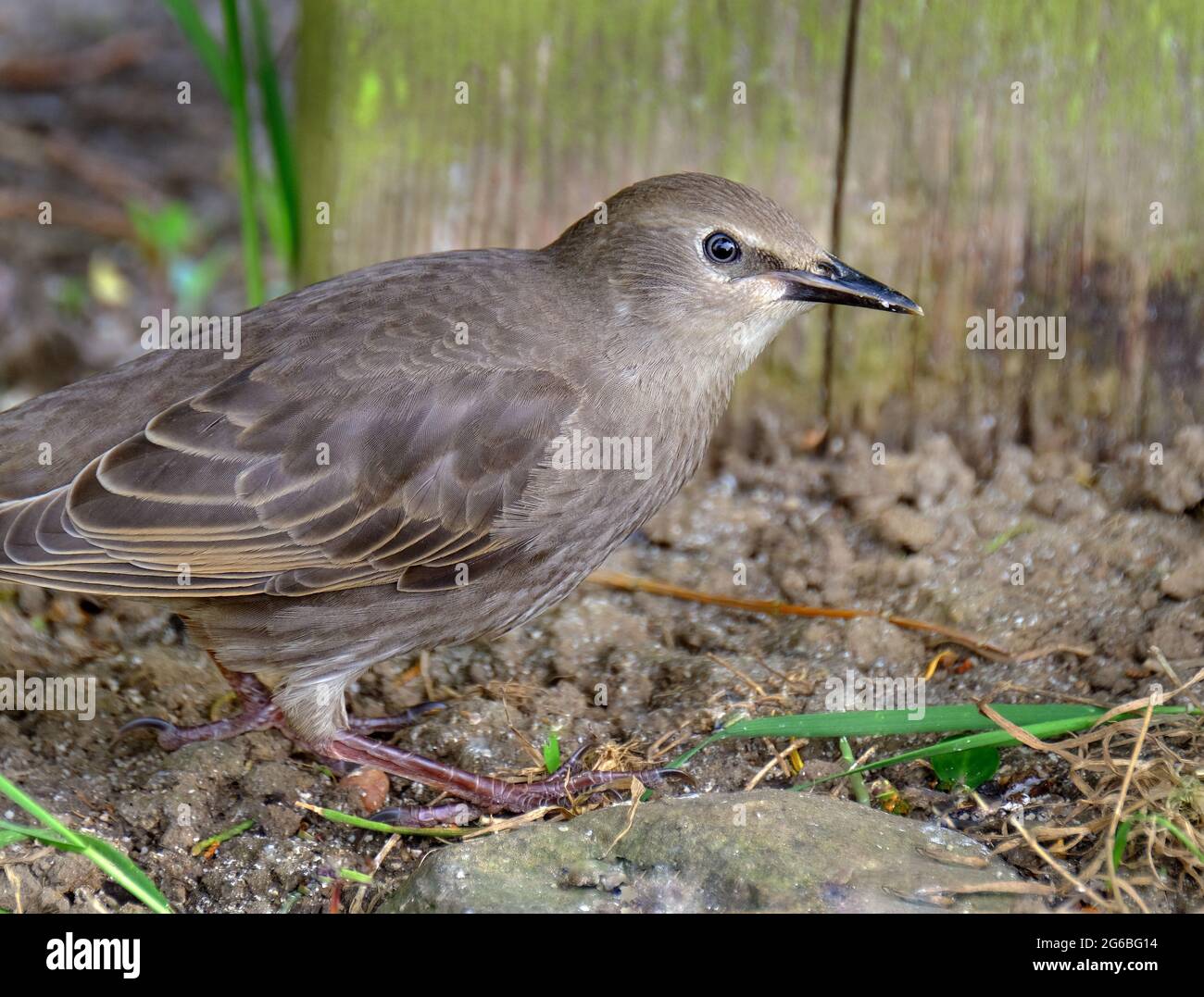 Murmeration hi-res stock photography and images - Alamy