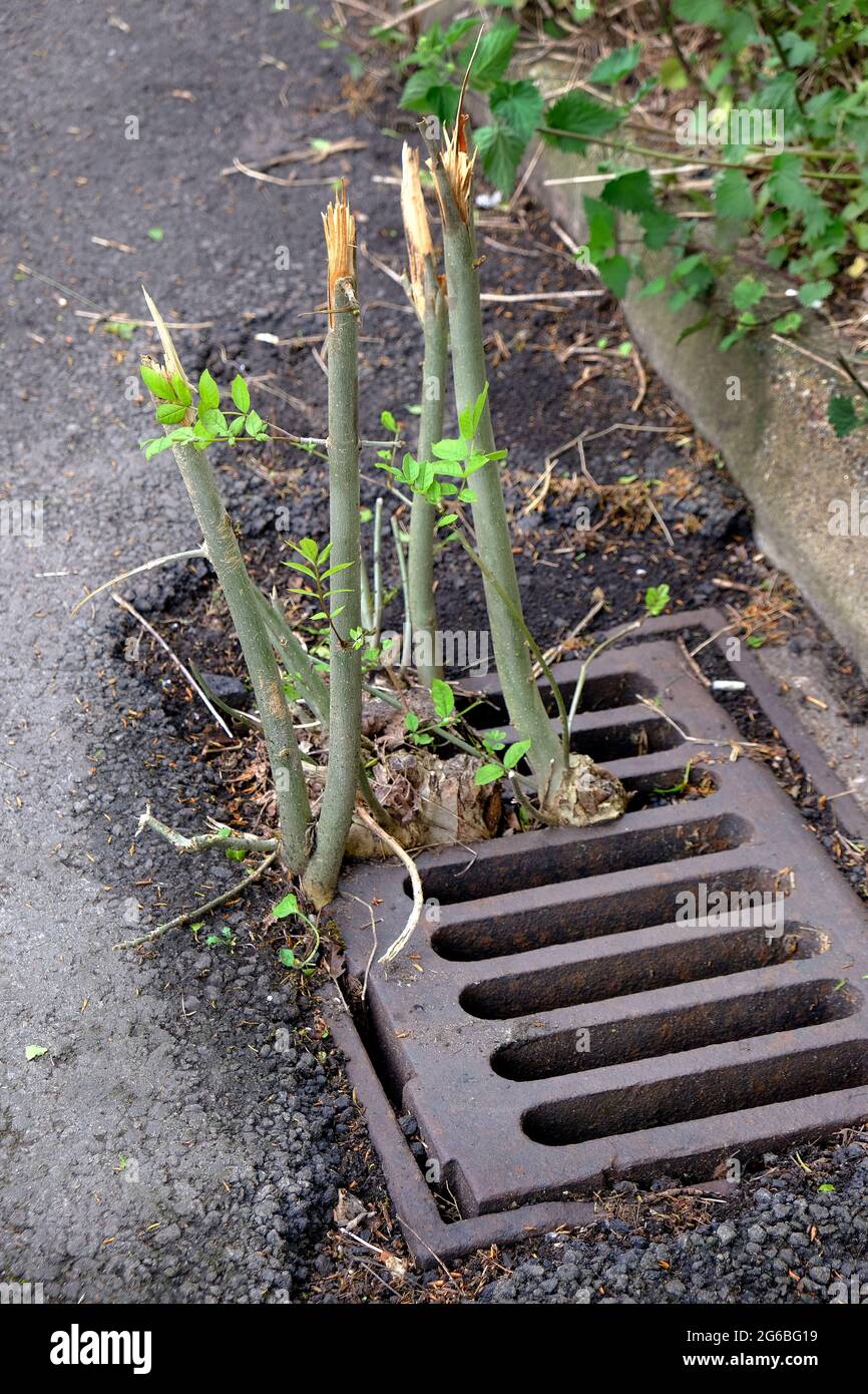 Saplings growing from inside street drain. UK Stock Photo - Alamy