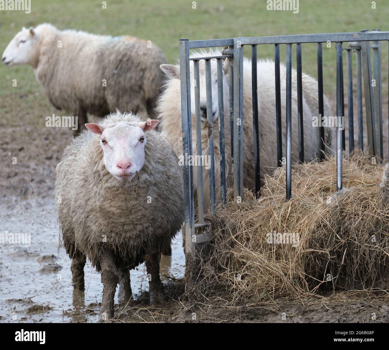 Sheep Standing in a muddy field by a straw trough Stock Photo - Alamy