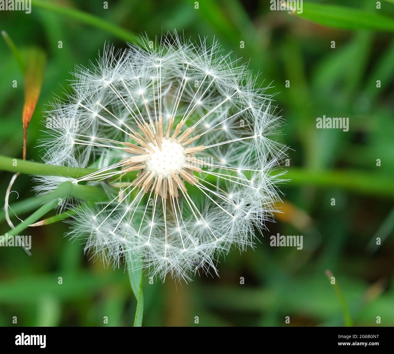 close up detailed photograph of dandelion seed head, dandelion clock ...