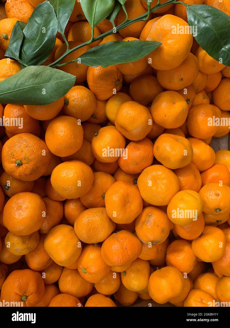 Lots fresh yellow tangerines citrus hi-res stock photography and images ...