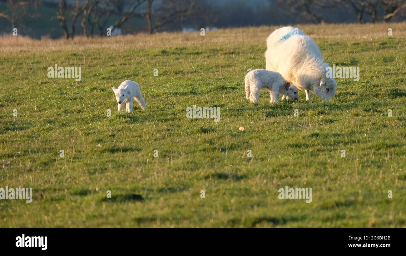 Two baby lambs with their mother, one lone baby lamb Stock Photo - Alamy