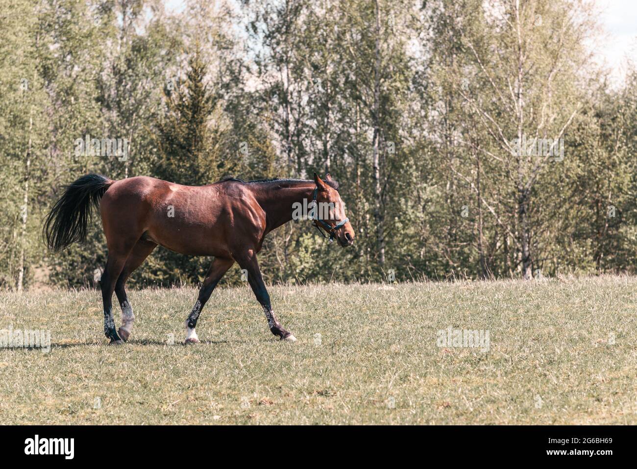 Beautiful young horse walking on the field or pasture.Brown Horse ...