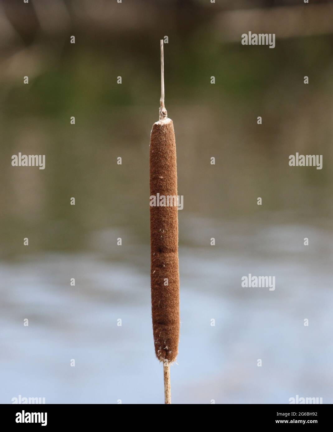 A Single Bullrush Plant on a River Bank Stock Photo - Alamy