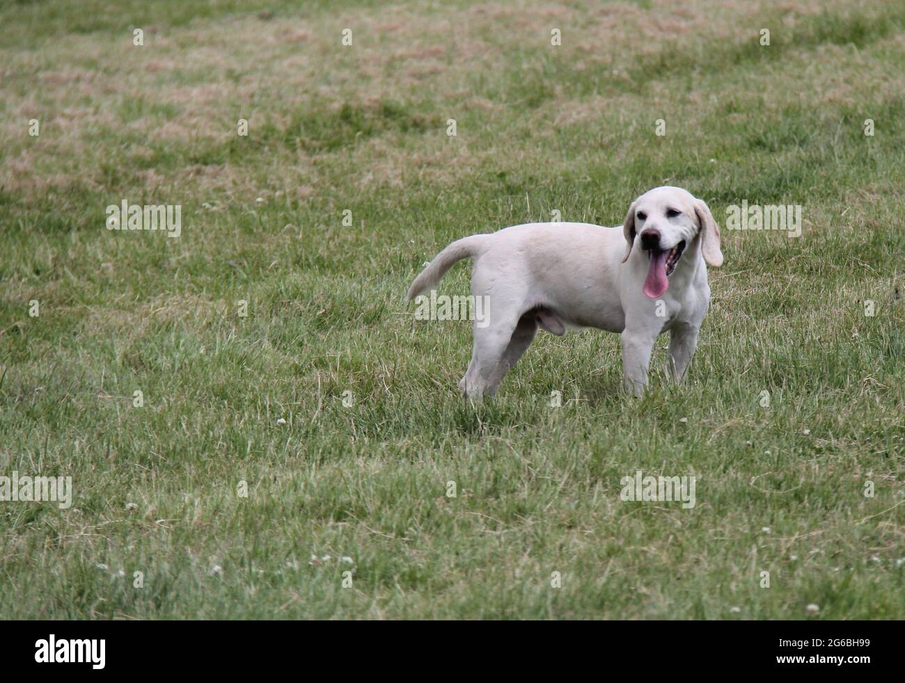 A Plain Coloured Cream Hunting Beagle Dog Stock Photo - Alamy
