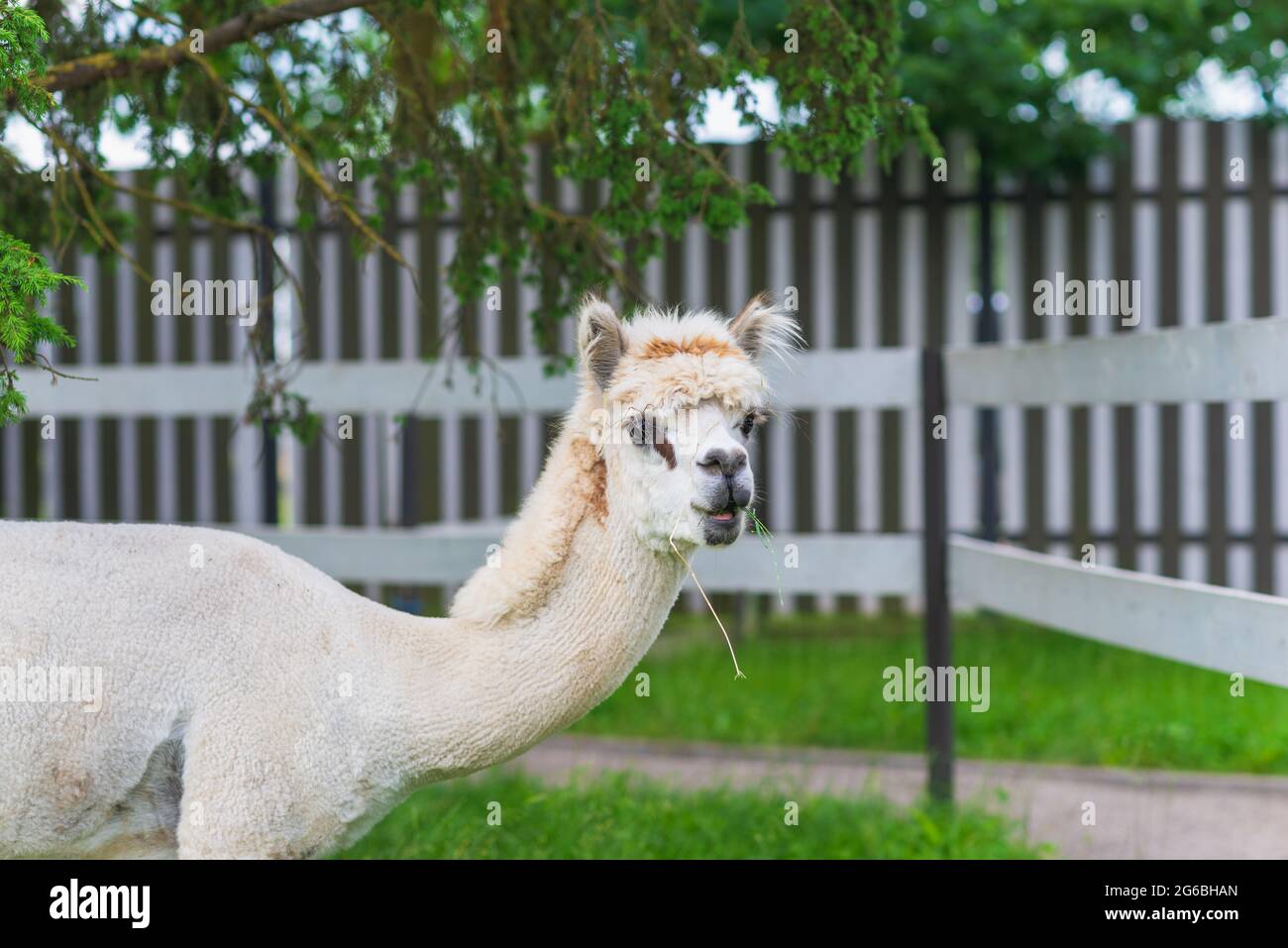 Cute white Alpaca on a green grass background.Cute Alpaca on the farm ...