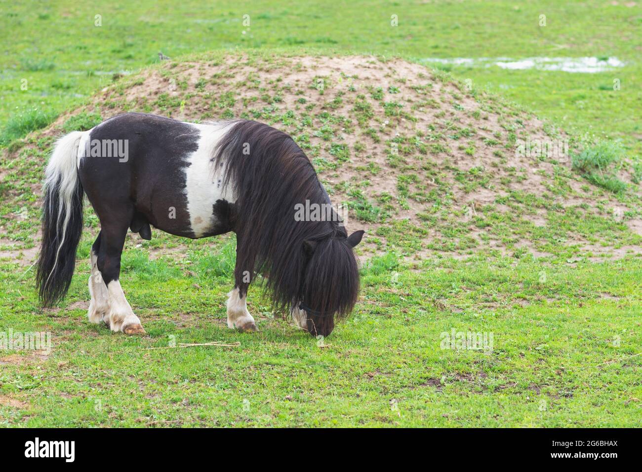 Cute Mini pony horse in the meadow graze green grass on sunny summer ...