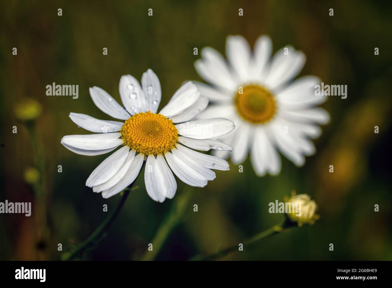 Herbage plant hi-res stock photography and images - Alamy