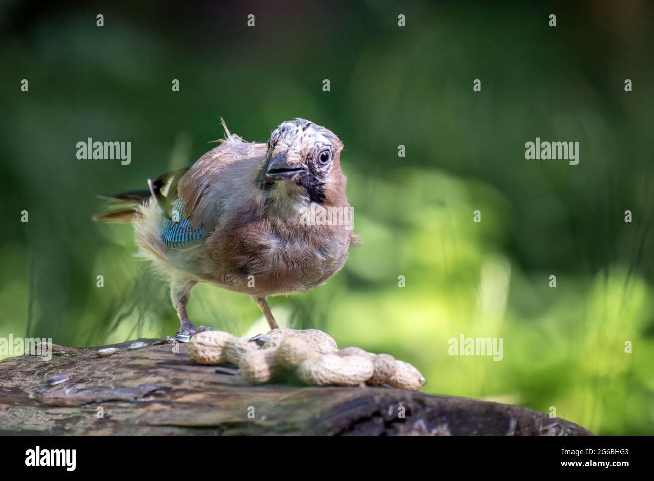 The jay sits on a tree stump and picks a nut Stock Photo - Alamy