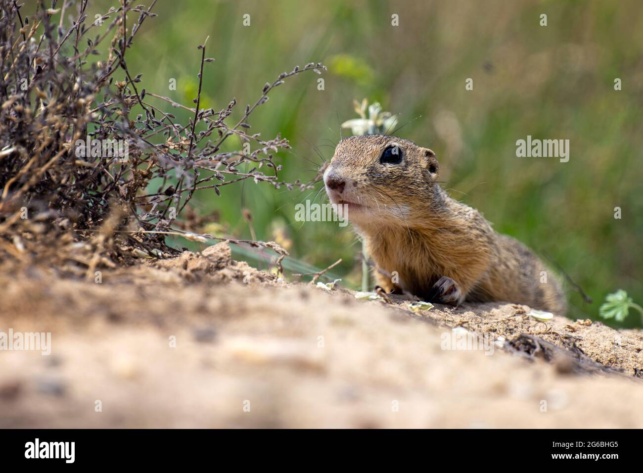 Protected ground squirrel reserve on a green field Stock Photo - Alamy