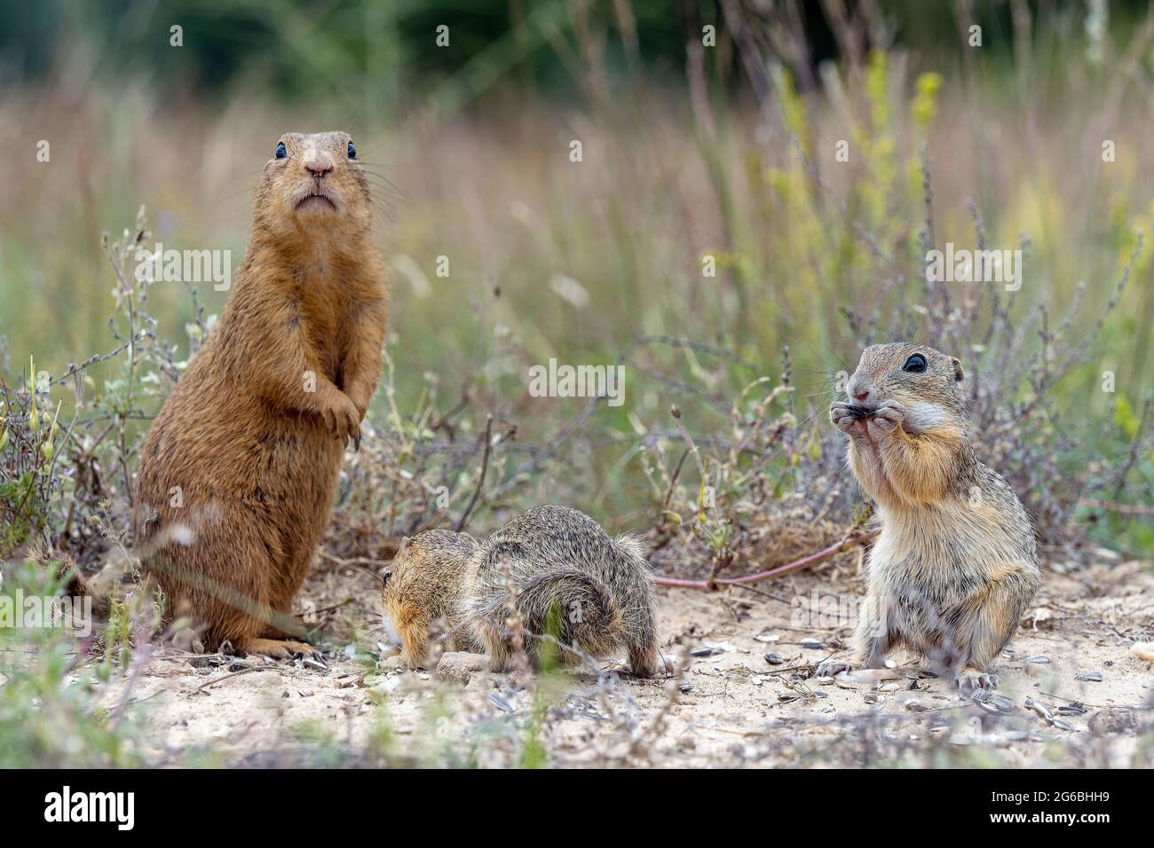 Protected ground squirrel reserve on a green field Stock Photo - Alamy