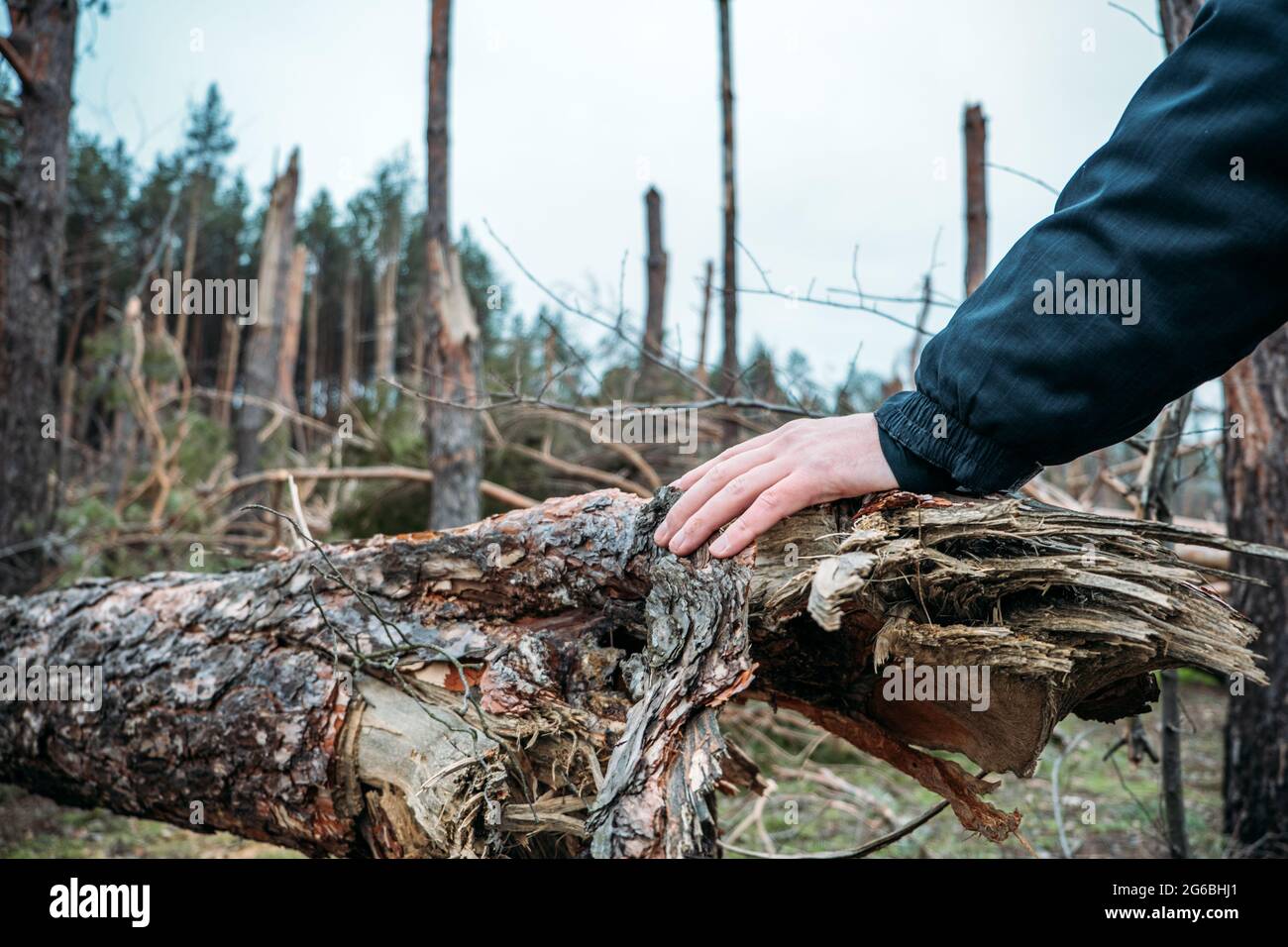 Tornado storm damage. Fallen pine trees in forest after storm. Man ...
