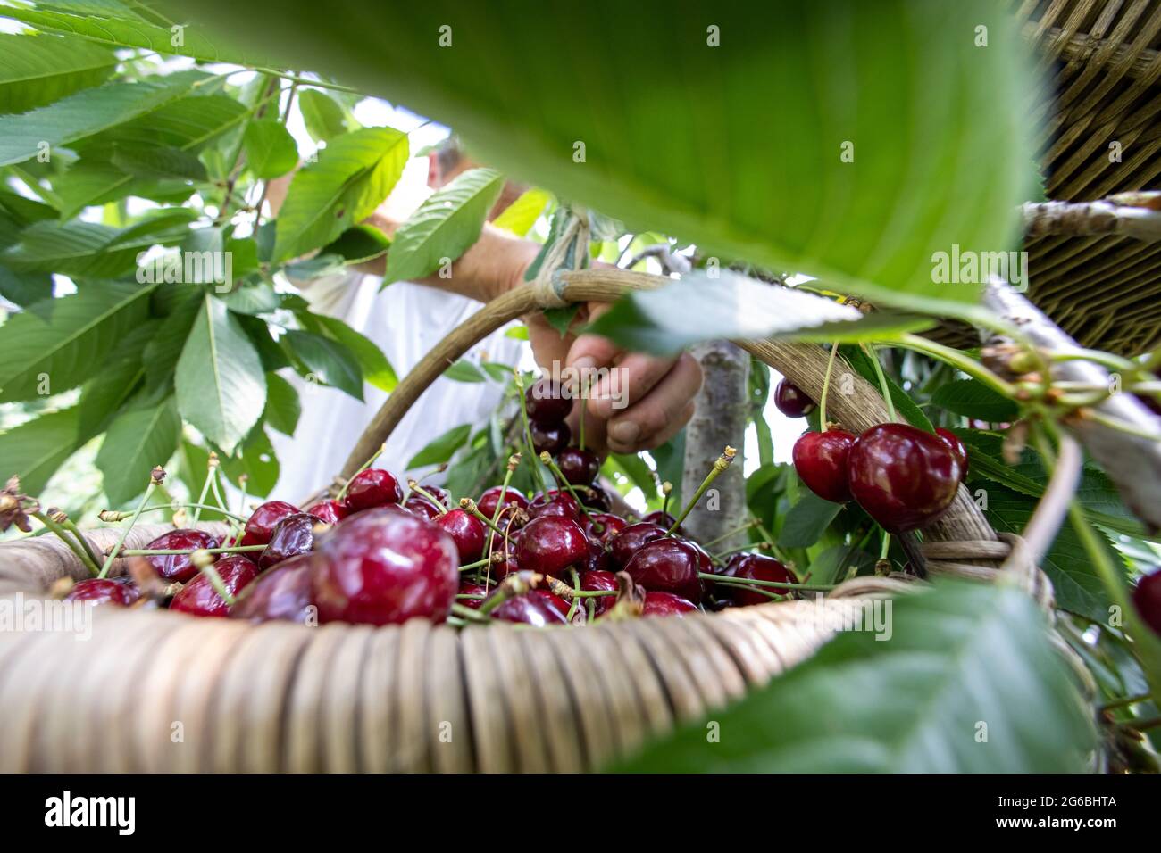 Igensdorf, Germany. 04th July, 2021. A fruit grower places freshly ...