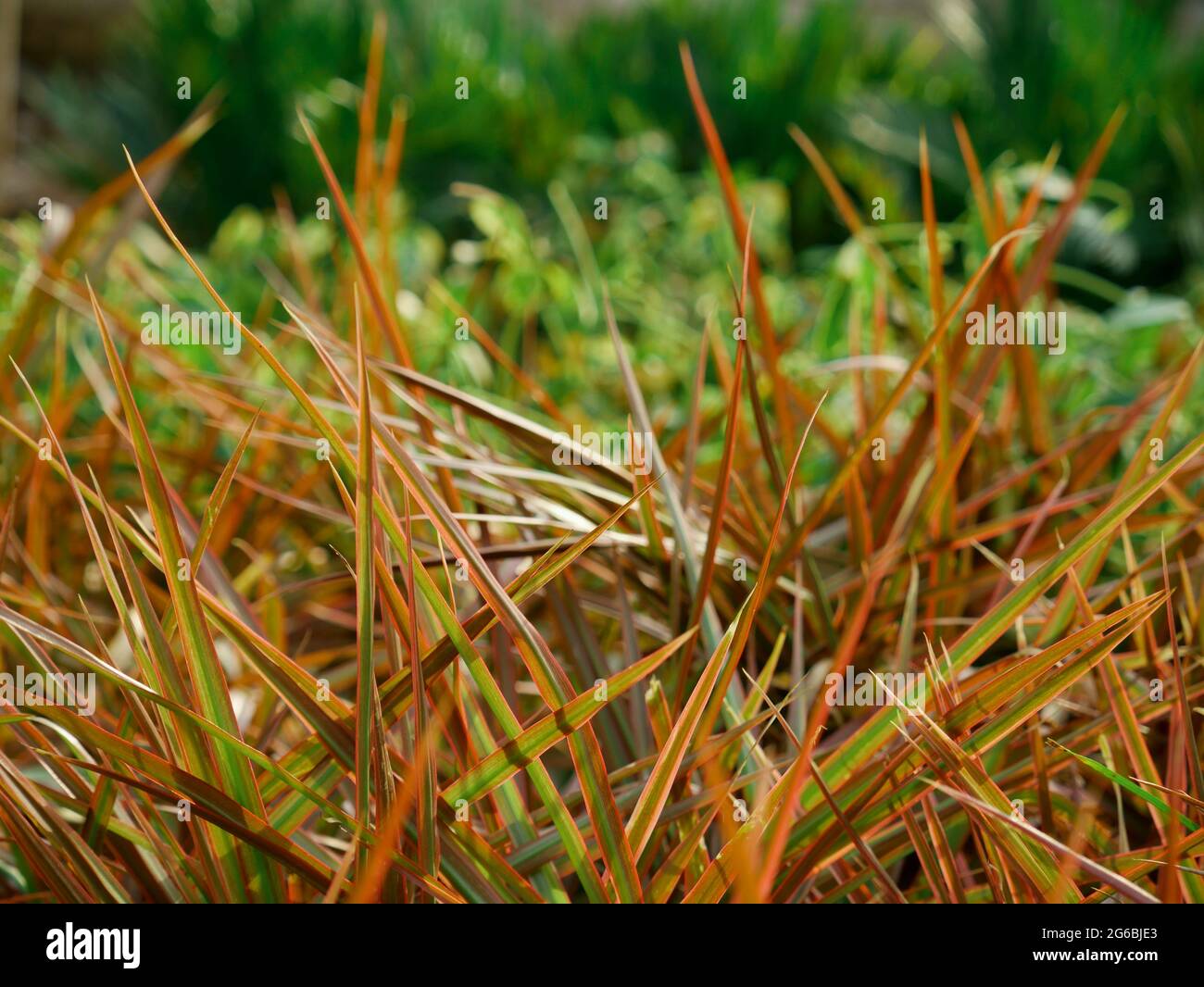 Sharp leaves beautiful nature background for backdrops Stock Photo - Alamy