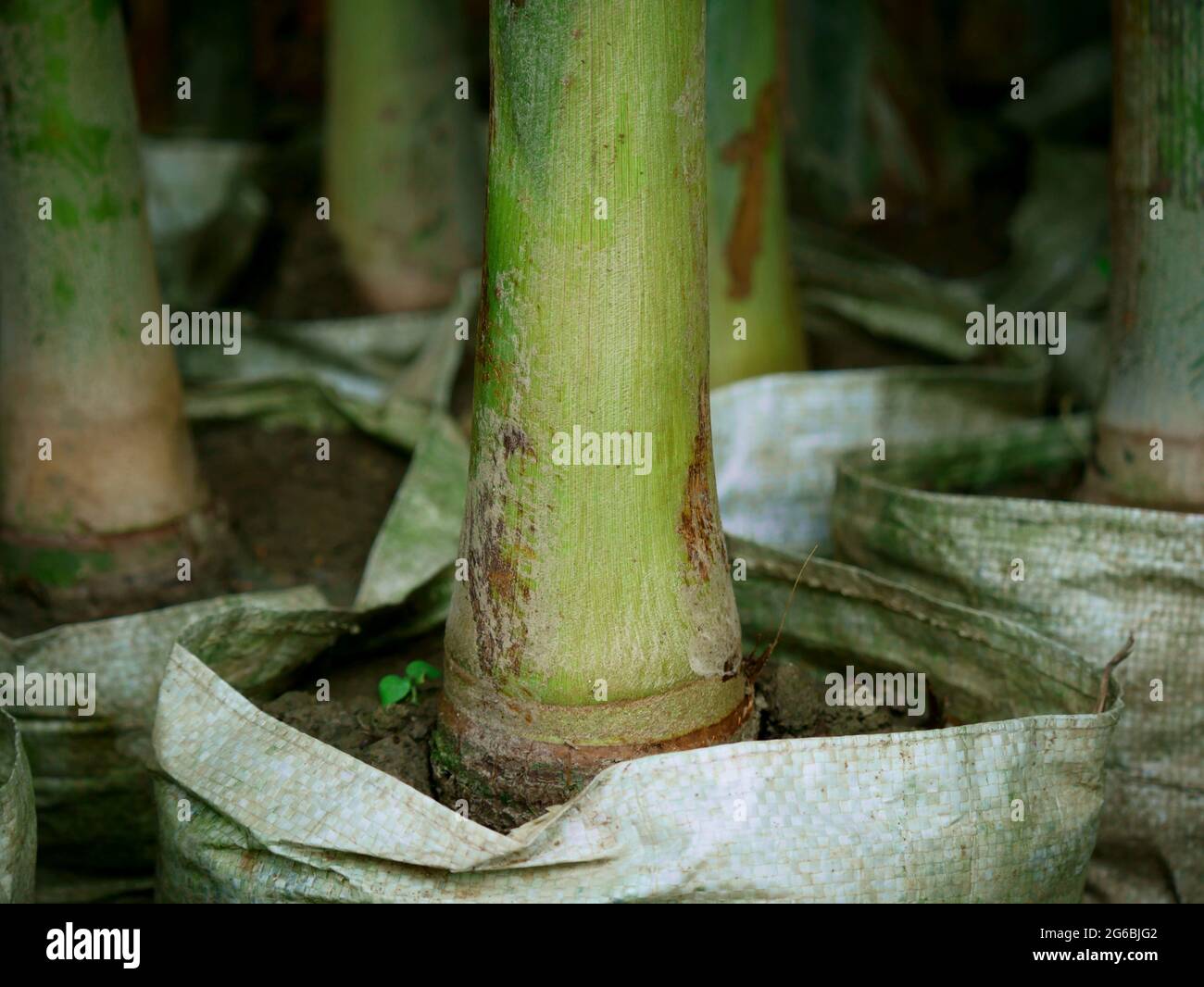 Commercial packaging of coconut tree roots, multiple plants background ...