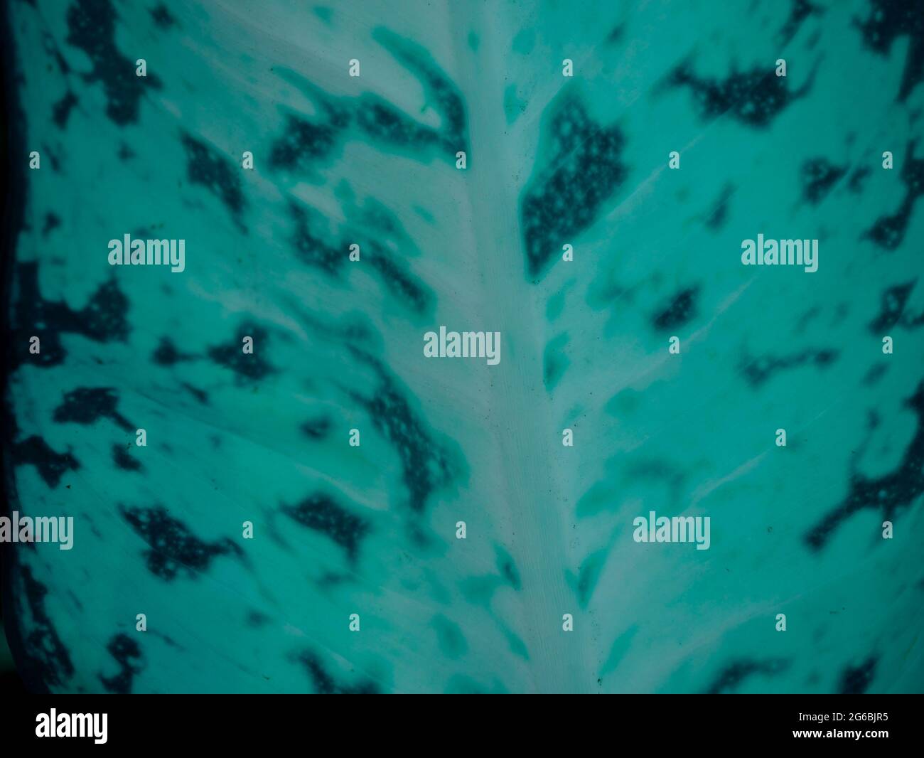 Amazing turquoise color leaf texture with bluish color shade for ...