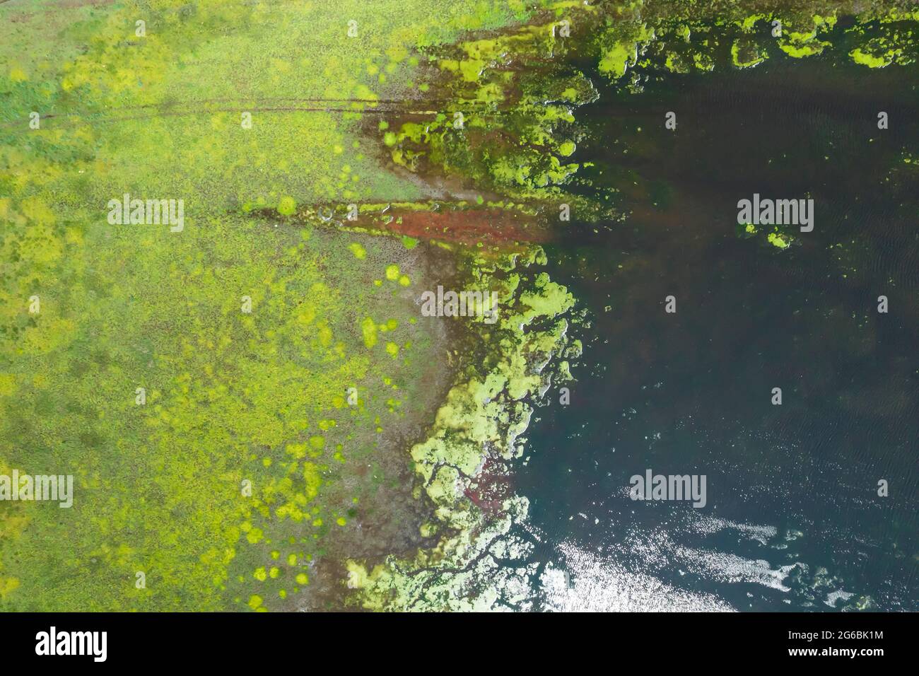 natural background lake swamp in the steppe fragment. green beach and ...