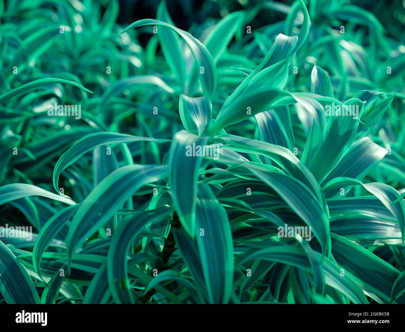 Beautiful green leaves with cream color shade on blur natural ...