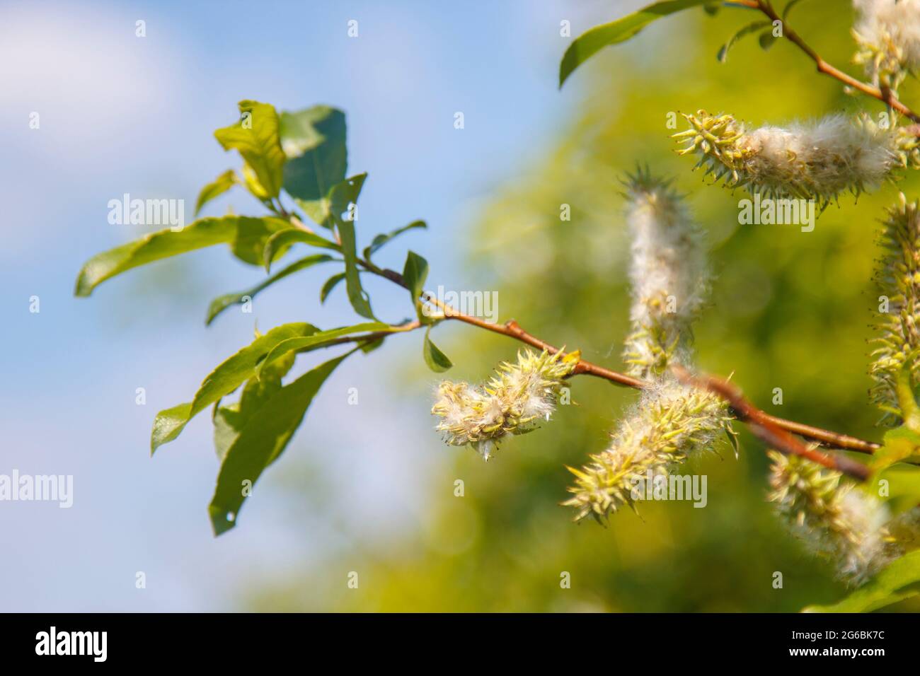 Fluffy white blooms hi-res stock photography and images - Alamy